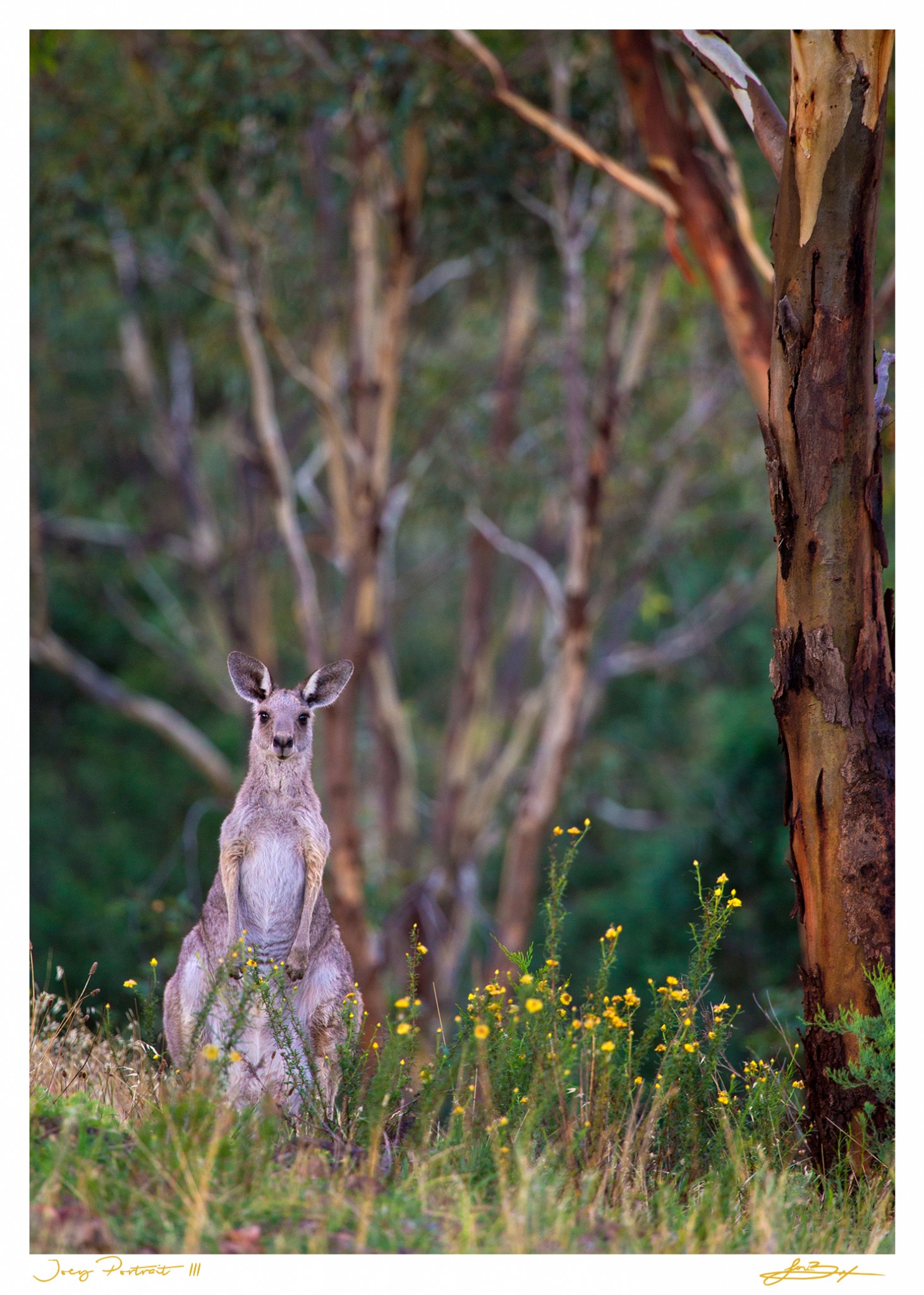Australian Portraits – Josh Bett Photography